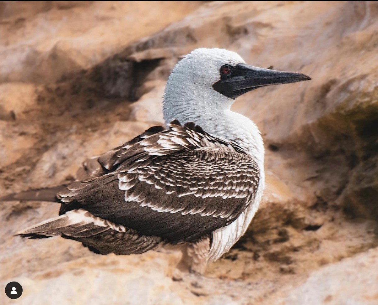 06 de septiembre día internacional de las Aves Playeras - Diario El Centro