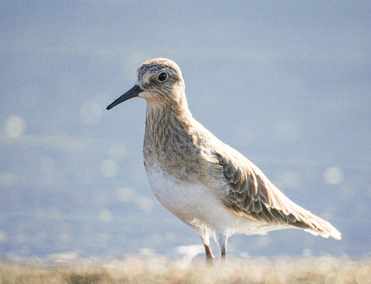 06 de septiembre día internacional de las Aves Playeras - Diario El Centro