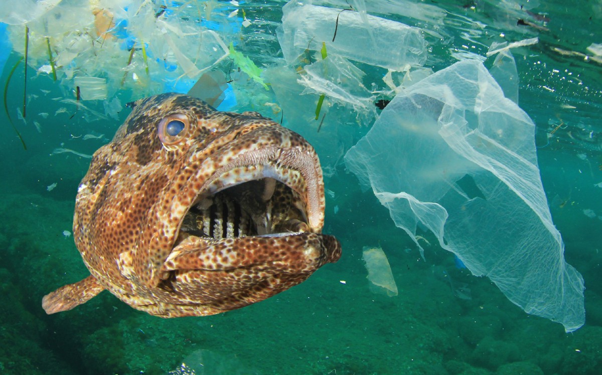 Analizan nocivos efectos de los microplásticos en especies marinas ...
