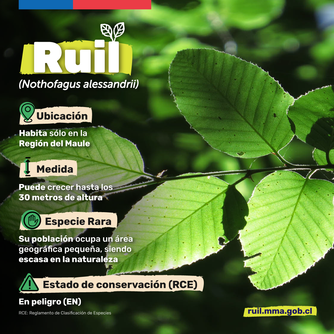Ruil: La especie arbórea más antigua del mundo es del Maule - Diario El ...
