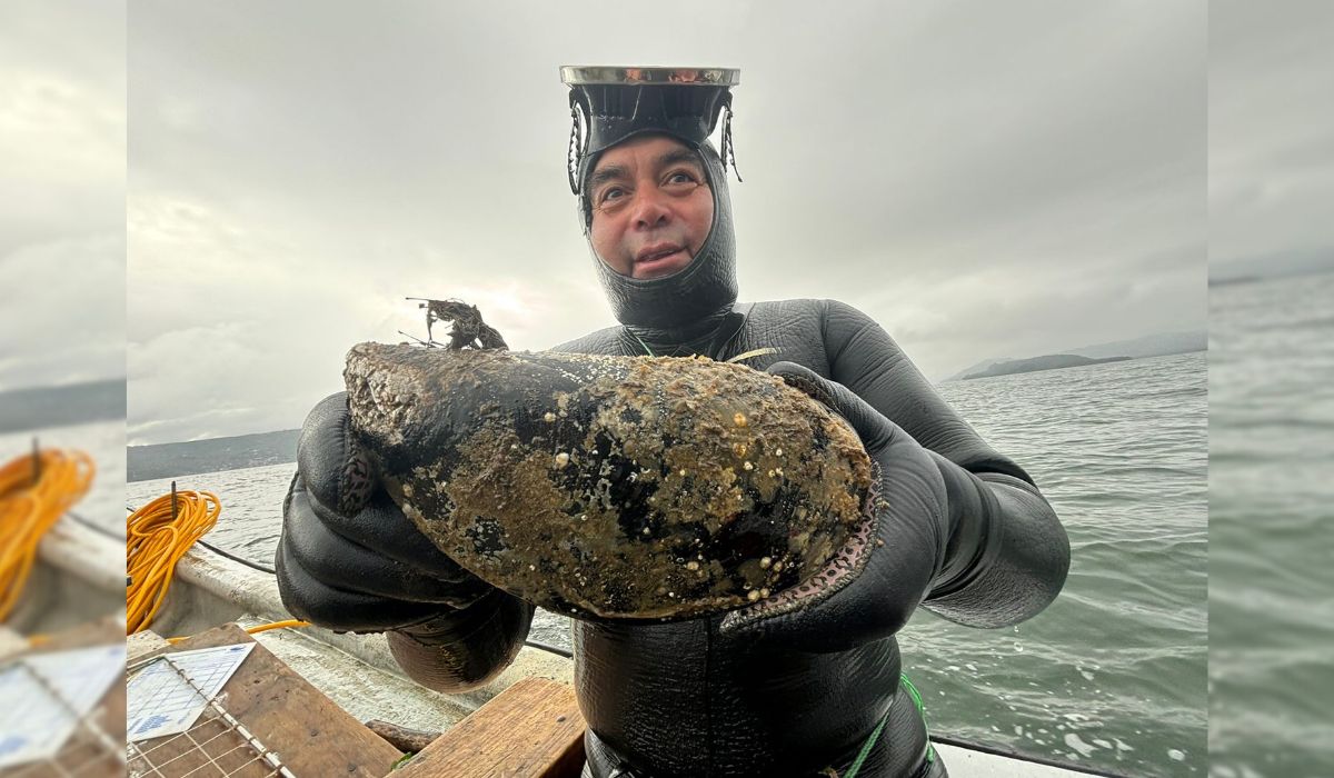 Enorme choro maltón fue hallado en Los Ríos: Ingeniero compartió medida ...