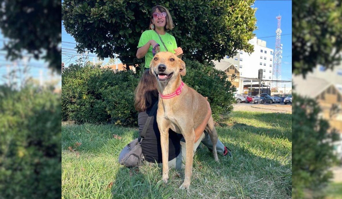 Cinco de los perritos rescatados en Vista Hermosa encontraron un hogar ...