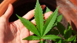 Hoy es el famoso 420: día mundial de la marihuana - Diario El Centro